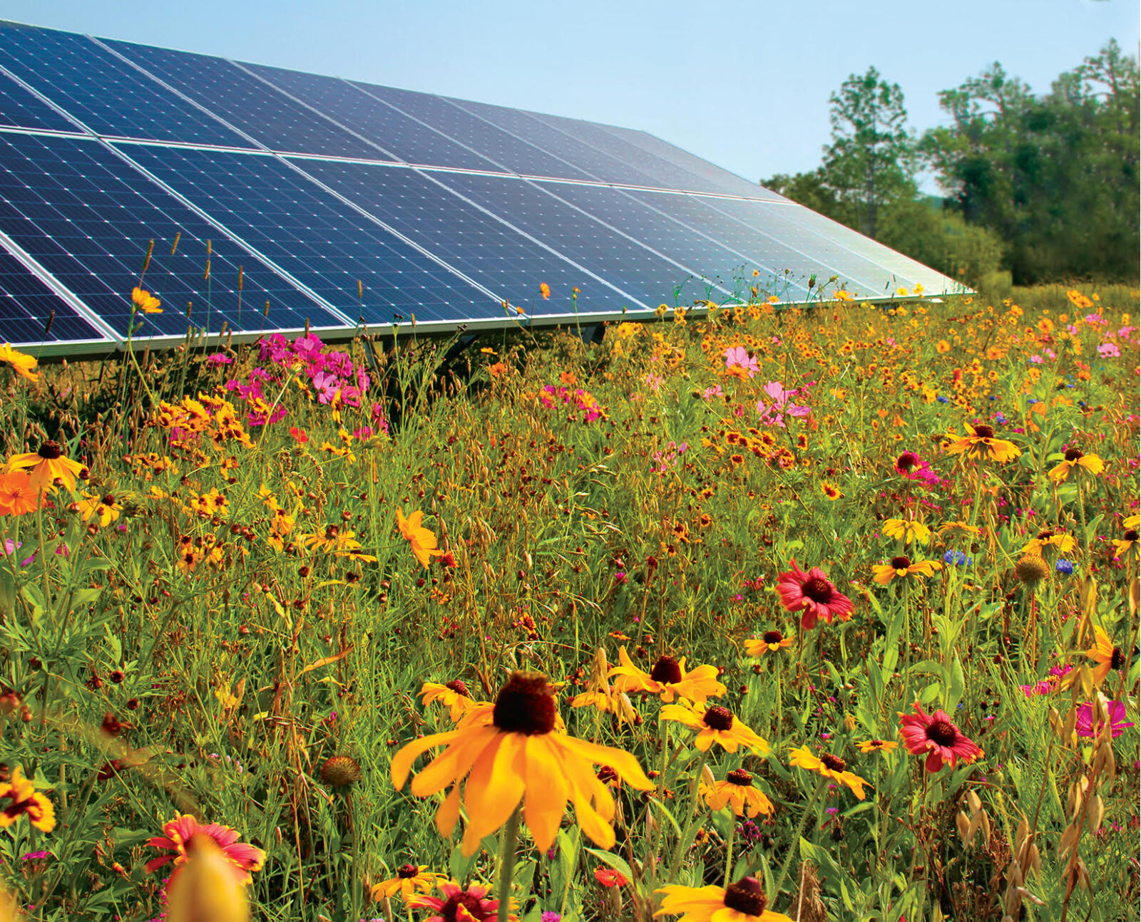 Pollinator-friendly solar projects move forward with new initiative led ...