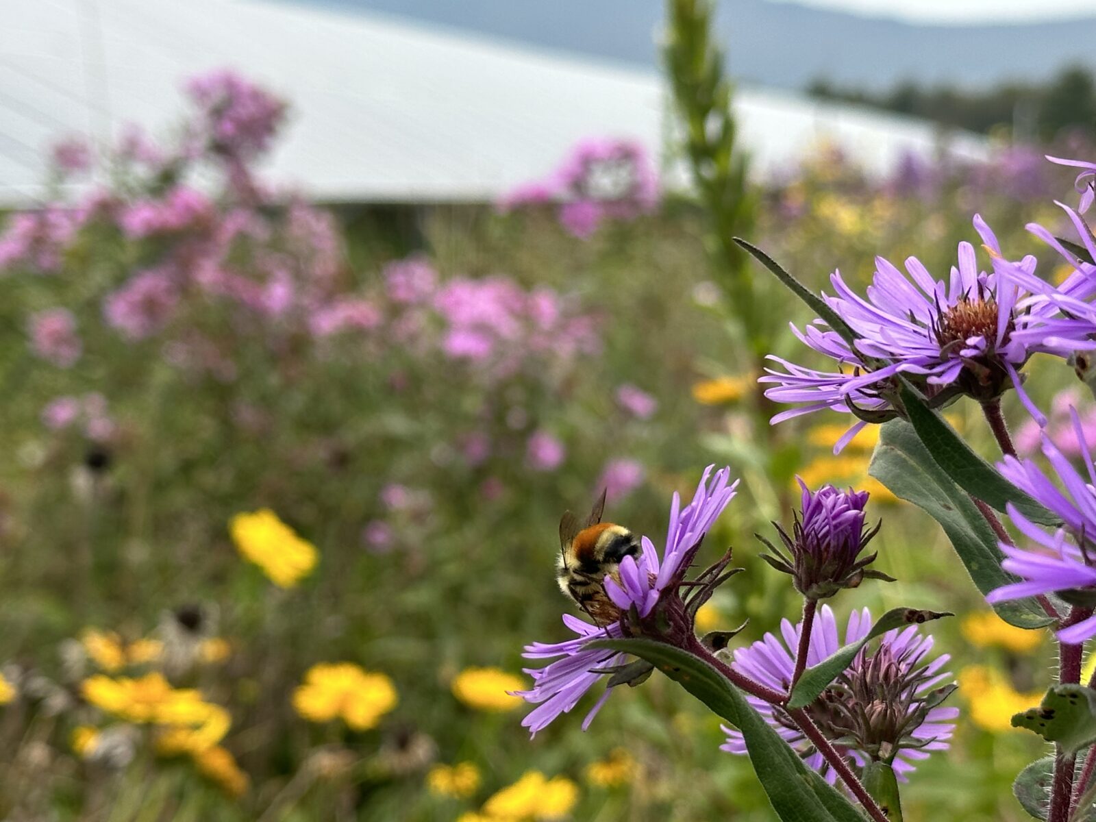 Agrivoltaics: maximizing ecosystem benefits with solar